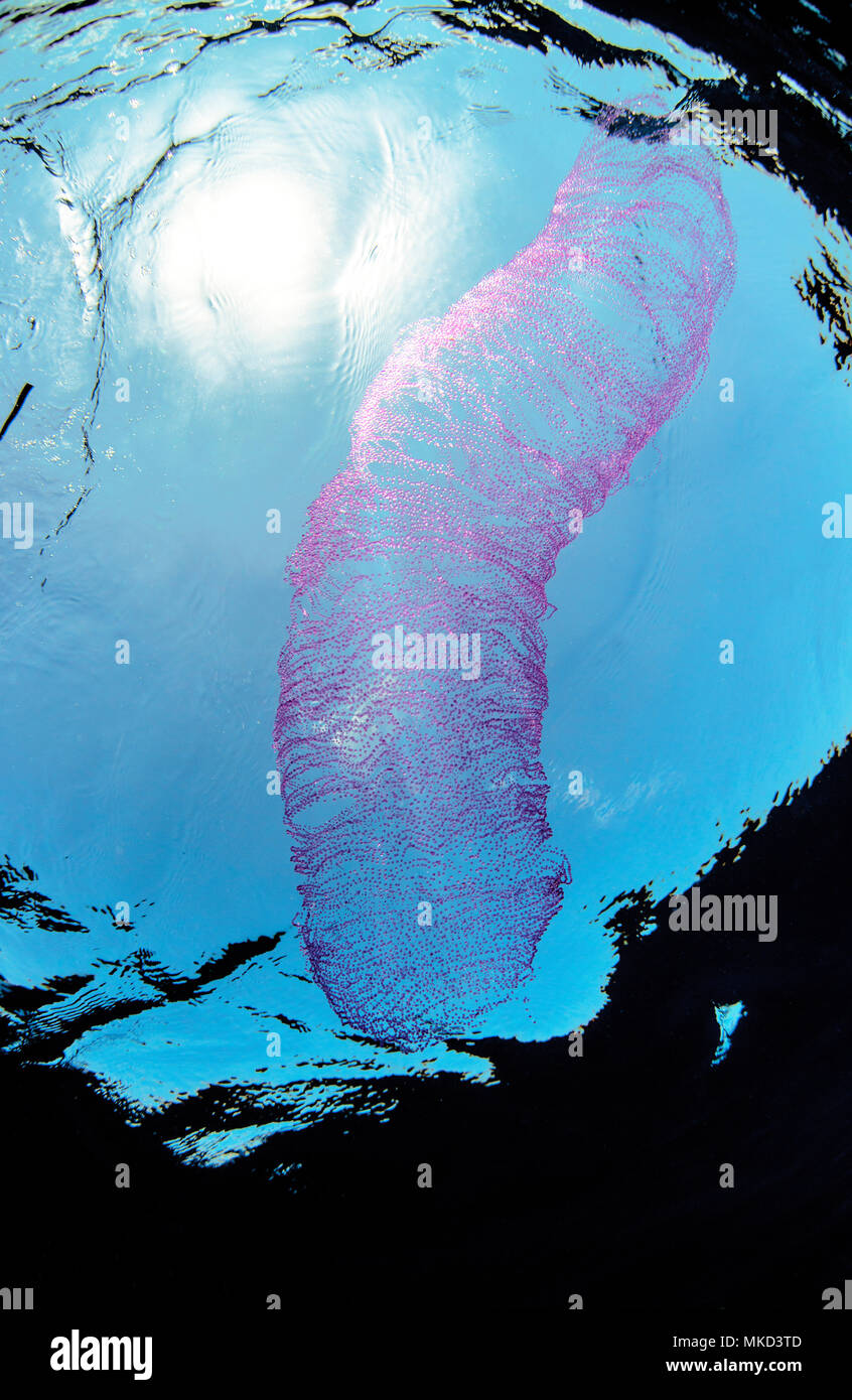 Squid spawn hi-res stock photography and images - Alamy