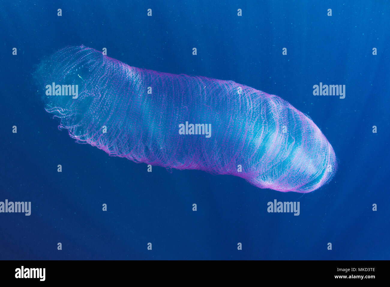 Laying of Diamond squid (Thysanoteuthis rhombus), Tenerife, Canary ...