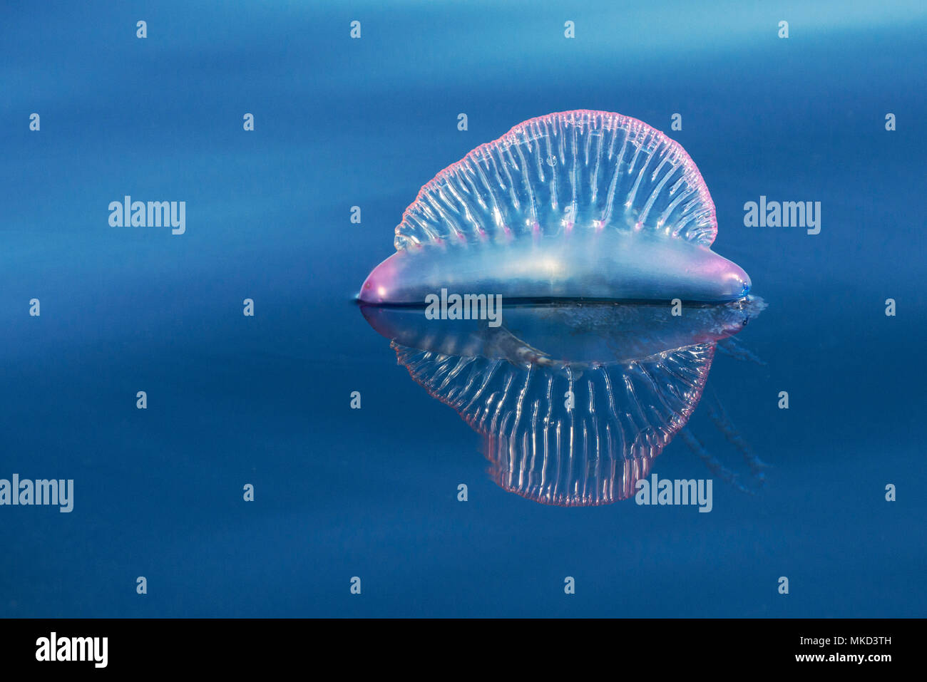 Hydrozoa sp hi-res stock photography and images - Alamy