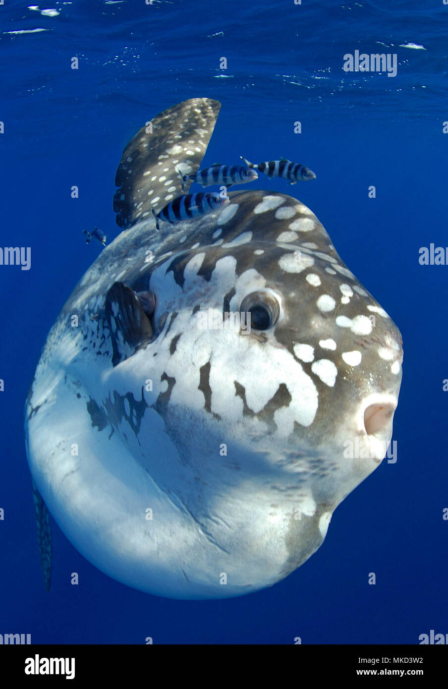 Mola hi-res stock photography and images - Alamy