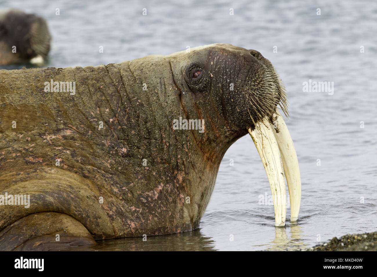 Portrait of Atlantic walrus (Odobenus rosmarus) with its most prominent ...