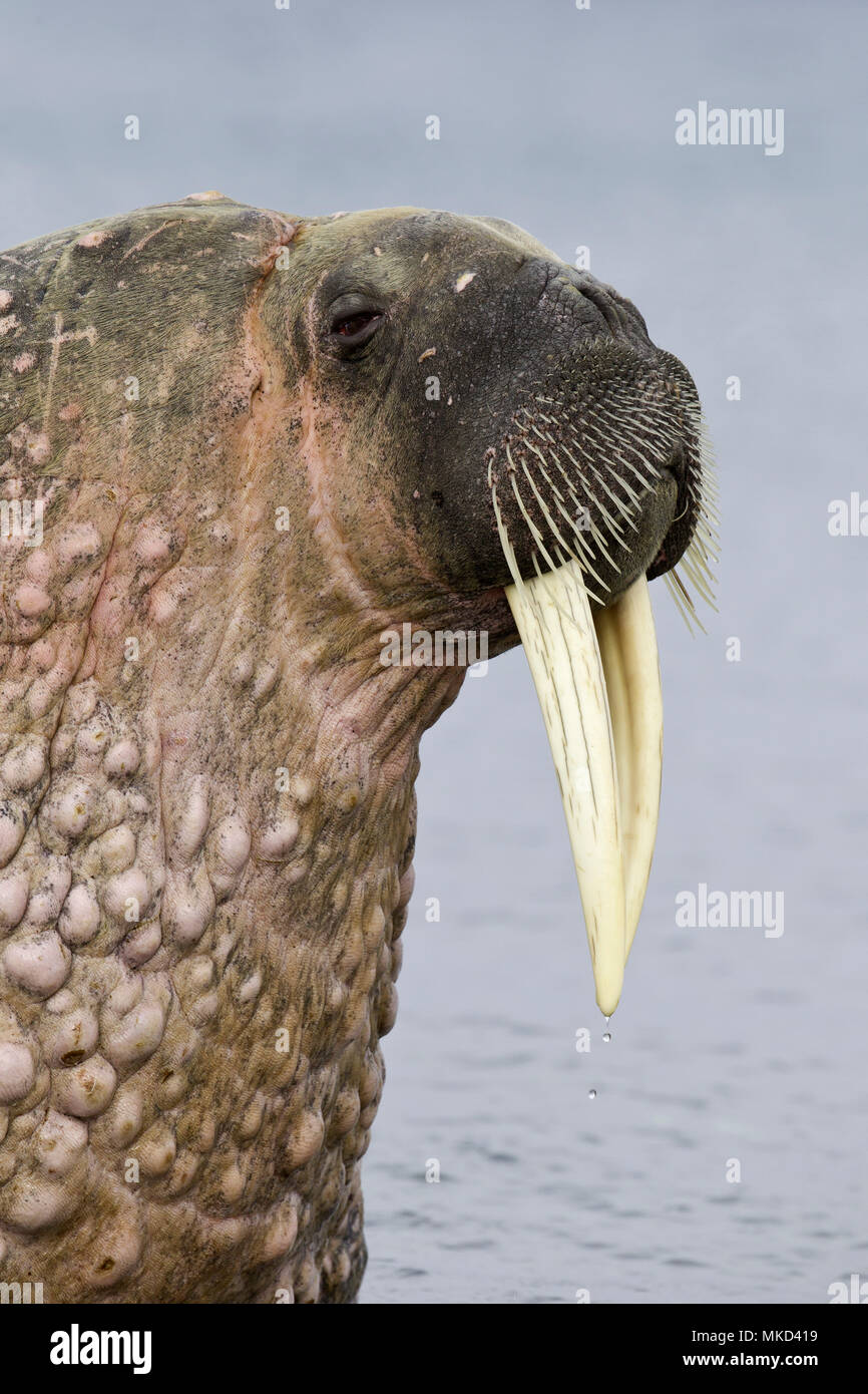 Portrait of Atlantic walrus (Odobenus rosmarus) with its most prominent ...