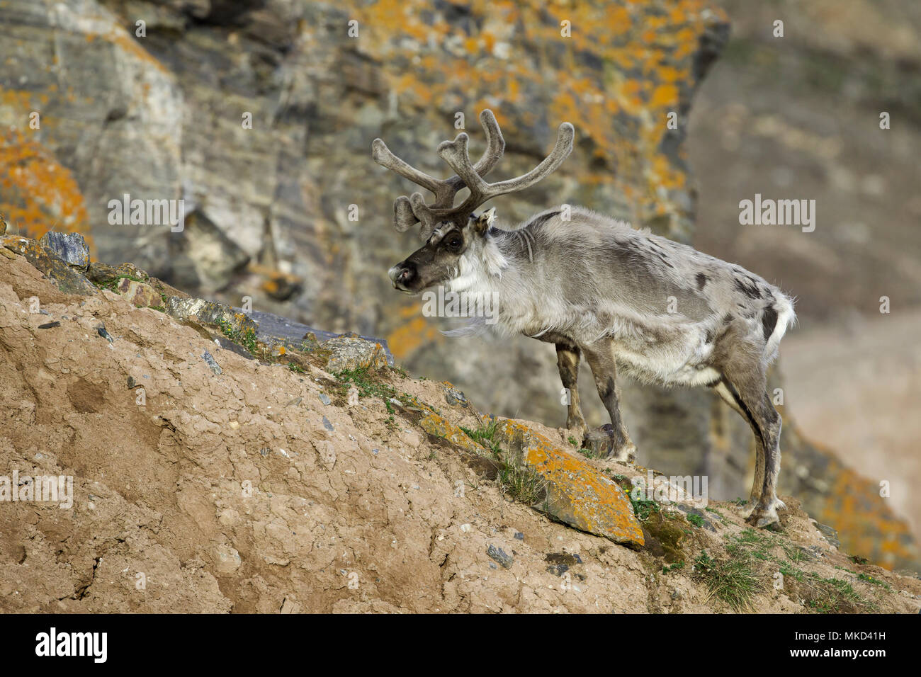 Rangifer hi-res stock photography and images - Alamy