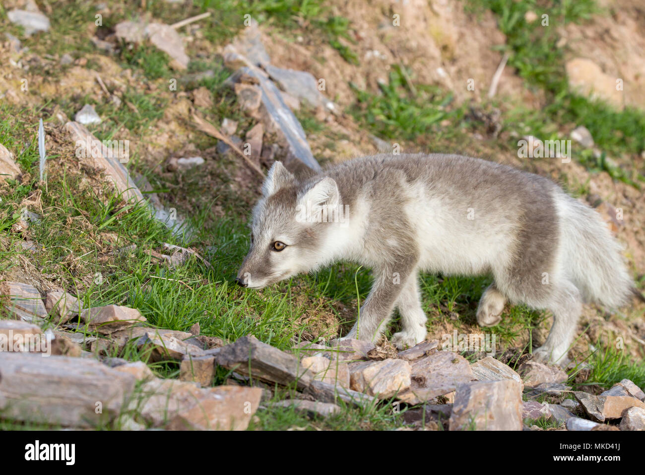 Alopex Stock Photos & Alopex Stock Images - Alamy