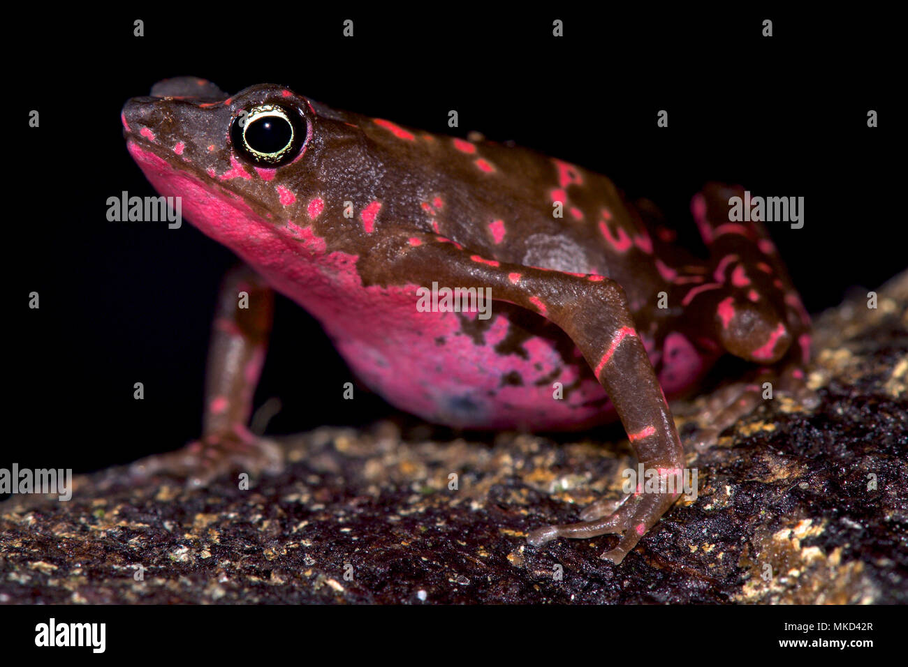 Purple harlequin Toad (Atelopus spumarius barbotini Stock Photo - Alamy