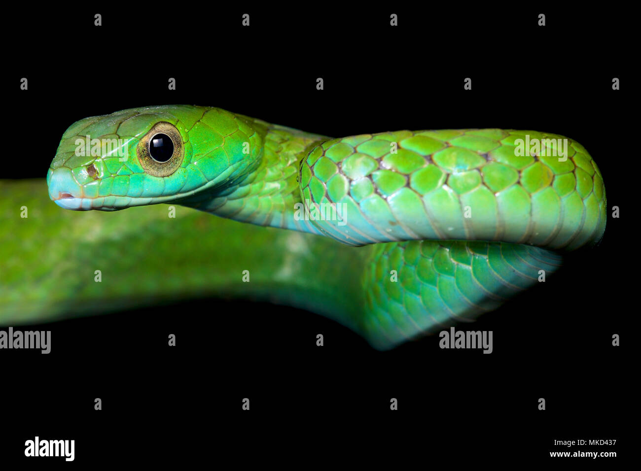 Trinidad and tobago snake hi-res stock photography and images - Alamy