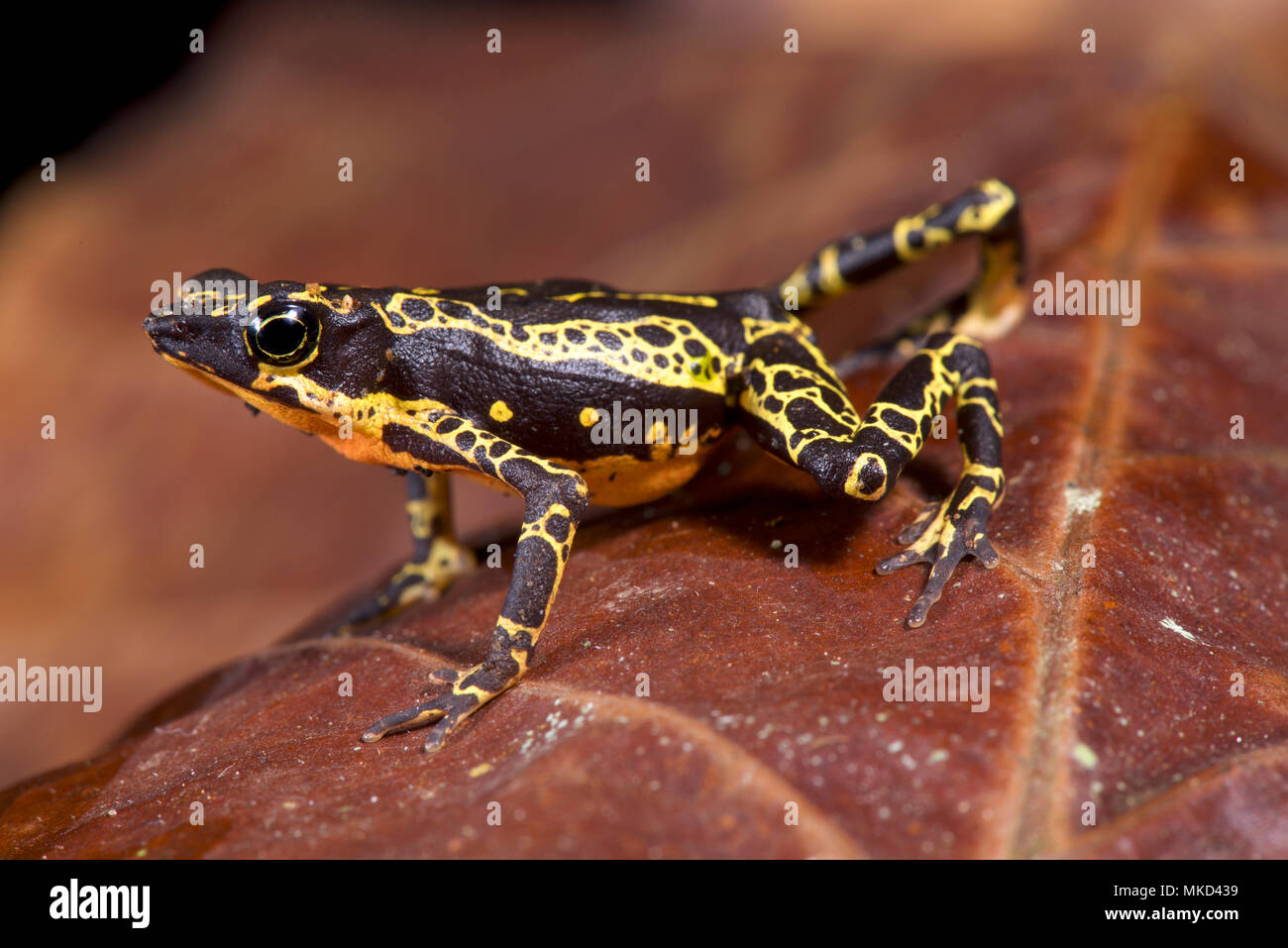 Pebas stubfoot toad atelopus spumarius hi-res stock photography and ...