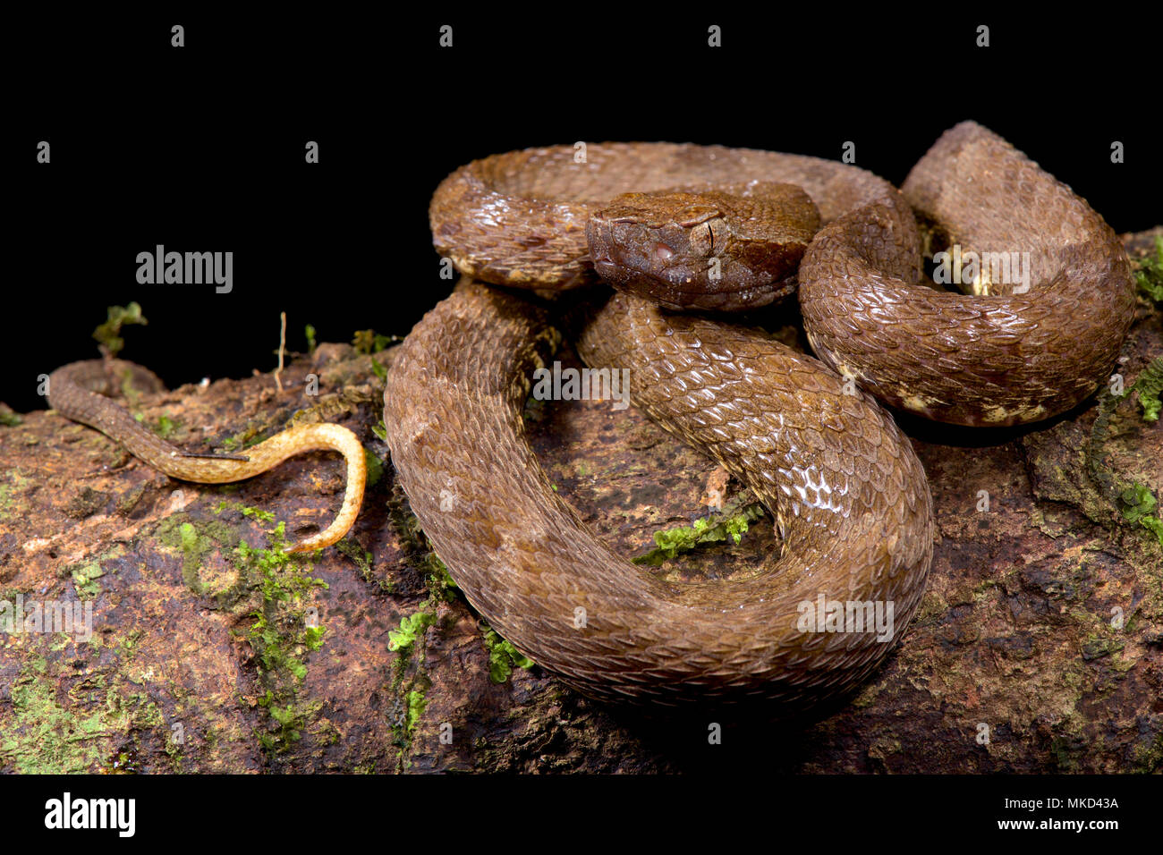 Bothrops species hi-res stock photography and images - Alamy