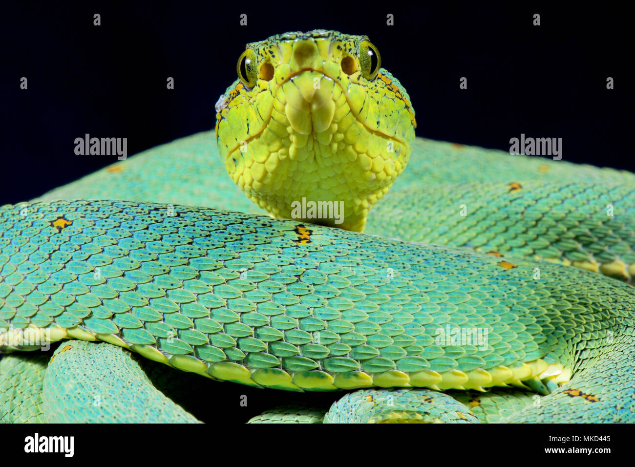 Amazonian palmviper, Bothrops bilineatus bilineatus Stock Photo - Alamy