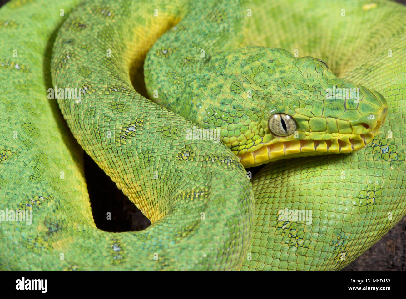 Green tree boa, Corallus caninus Stock Photo - Alamy