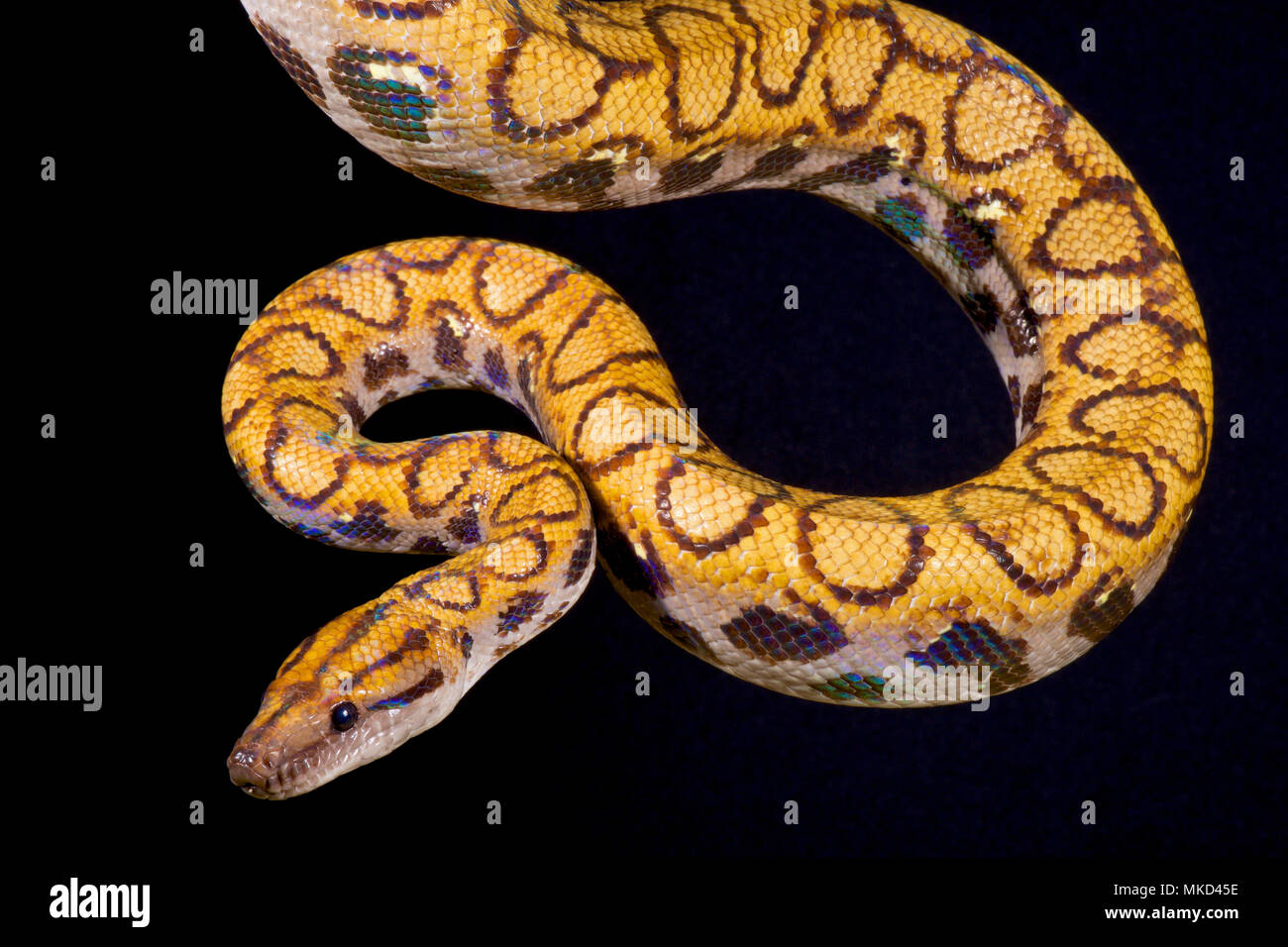 Suriname views hi-res stock photography and images - Alamy