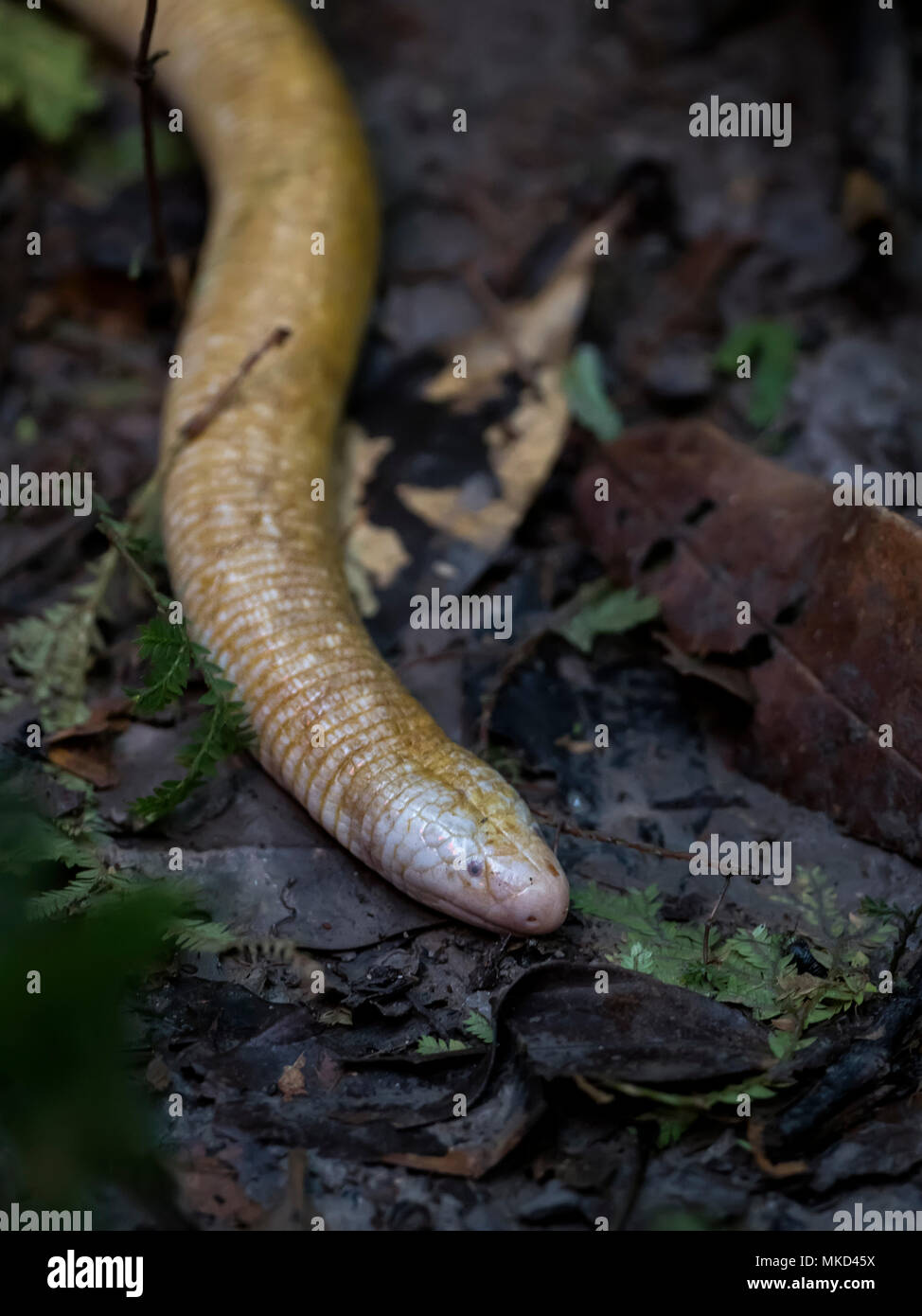 Worm Lizard High Resolution Stock Photography and Images - Alamy