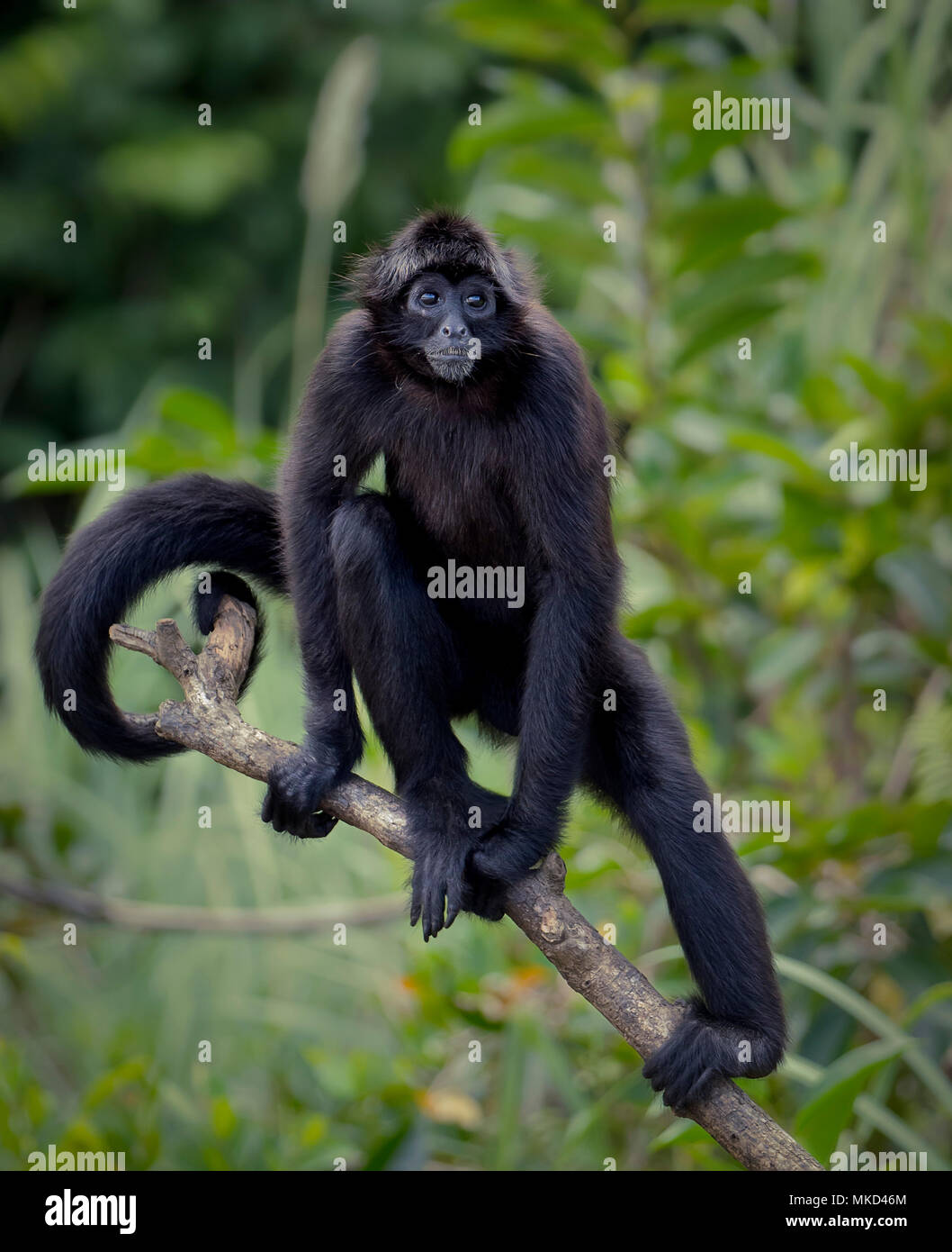Brown-headed Spider Monkey (Ateles fusciceps), Panama, July Stock Photo ...