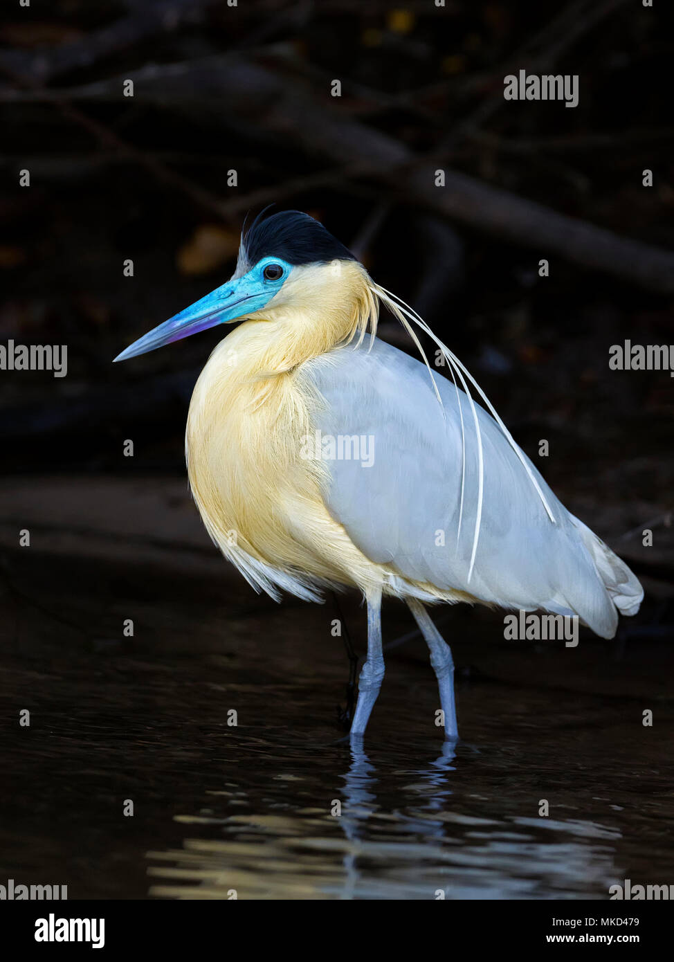 Capped Heron (Pilherodius pileatus), Mato Grosso, Brazil, June Stock ...