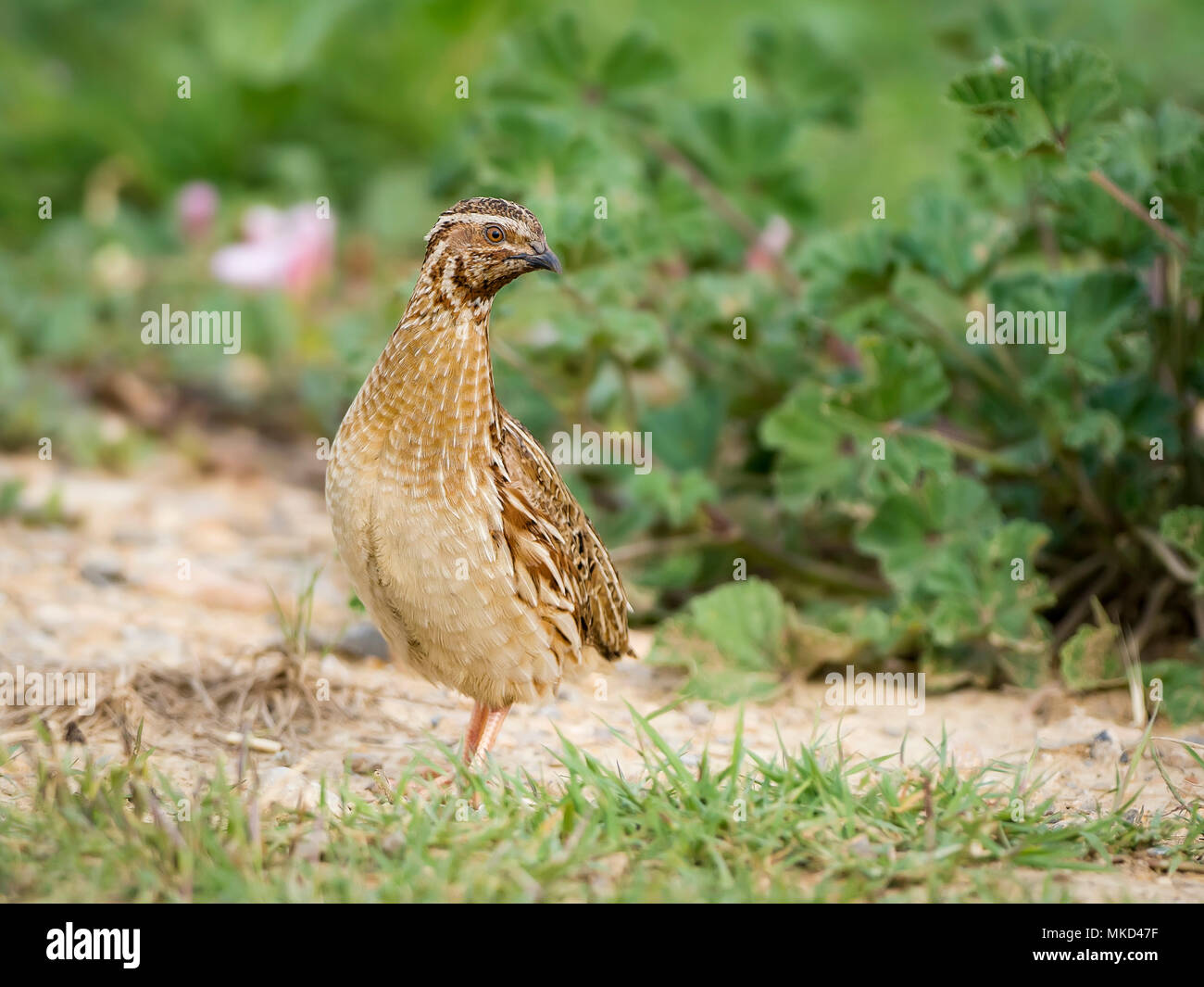 Mating livery hi-res stock photography and images - Alamy