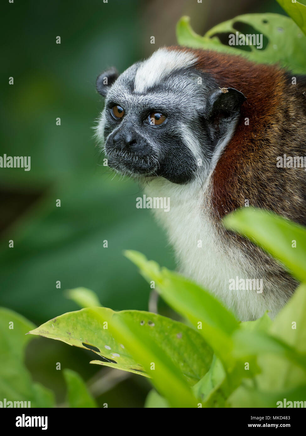 Geoffroy's Tamarin (Saguinus geoffroyi), lake Gatun, Panama Stock Photo ...