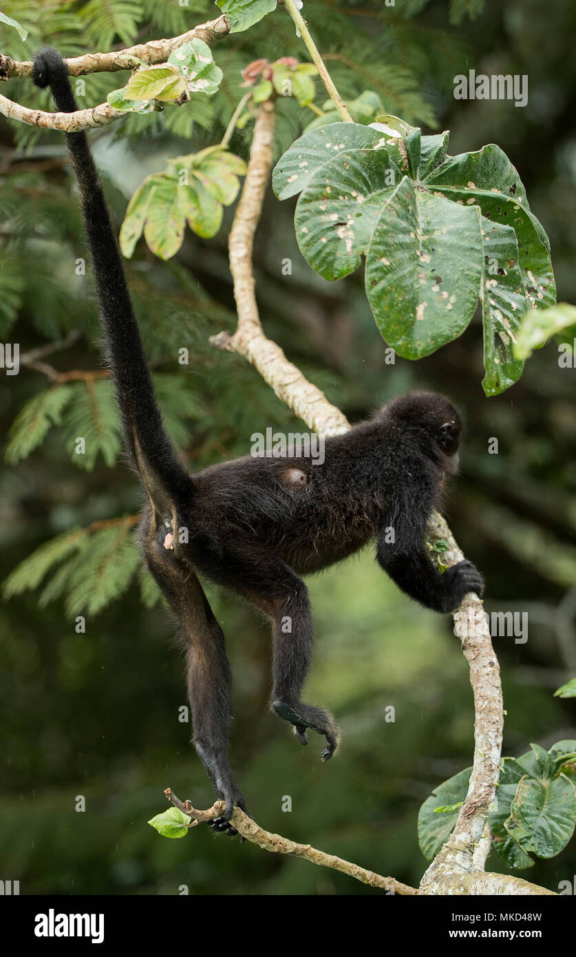 Mantled Howler monkey (Alouatta palliata), showing infestation by a ...