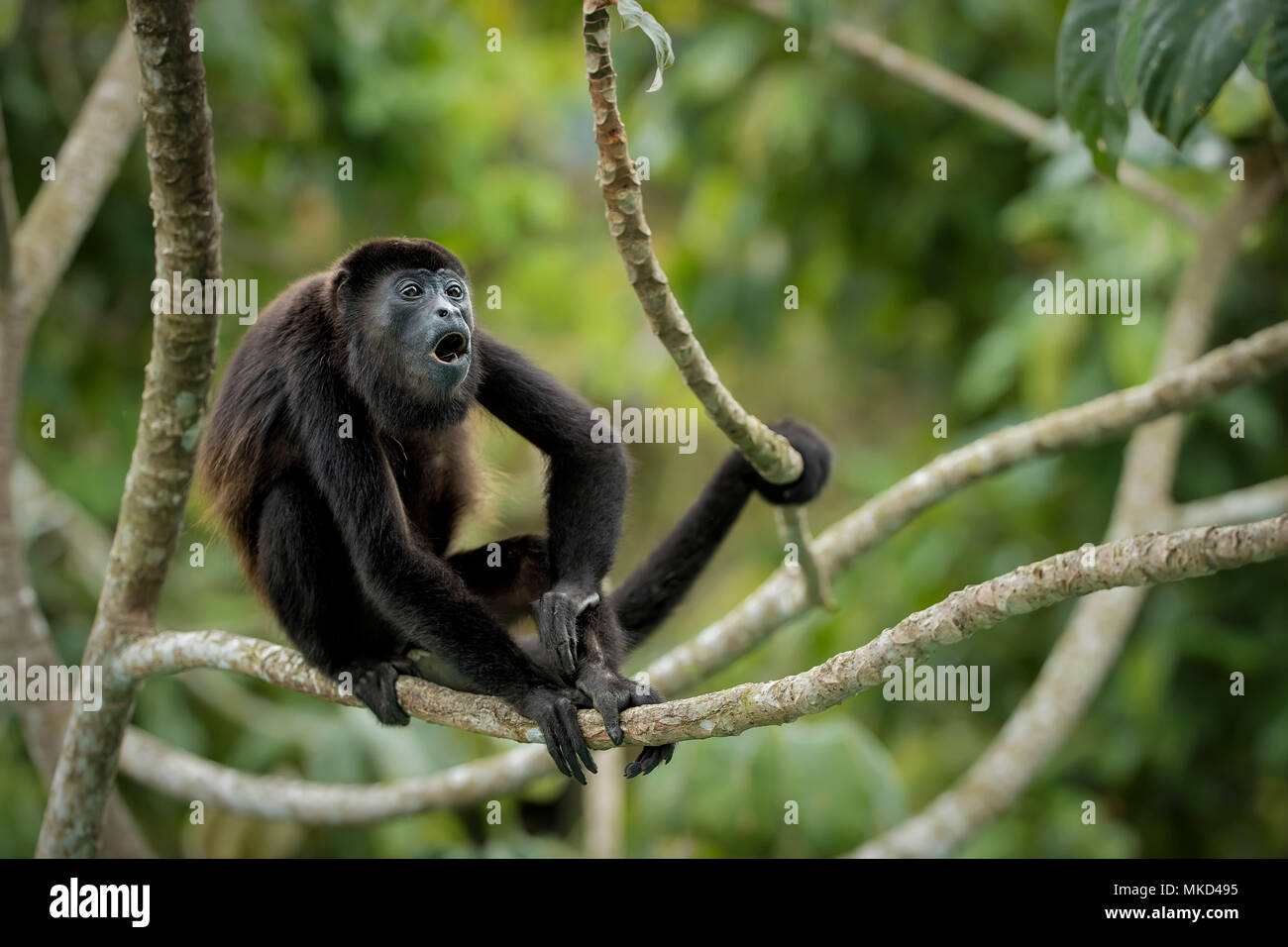 Mantled Howler Monkey (Alouatta palliata), calling from cecropia tree ...
