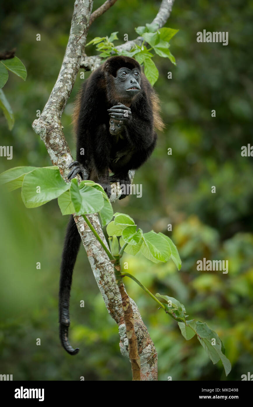 Mantled Howler monkey (Alouatta palliata), female with infant, Gamboa ...