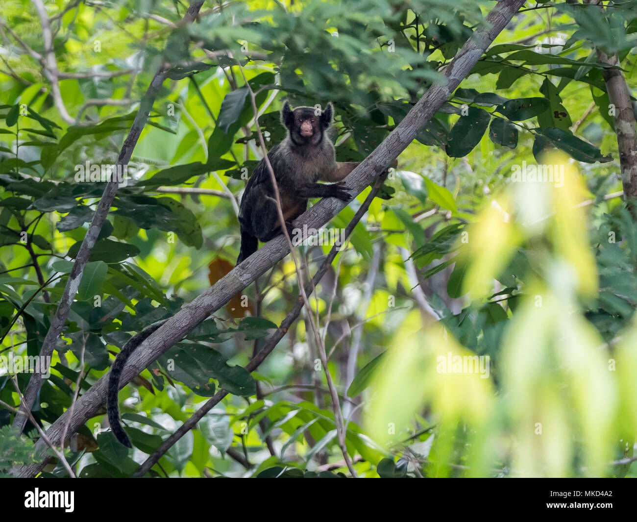 Mico hi-res stock photography and images - Alamy