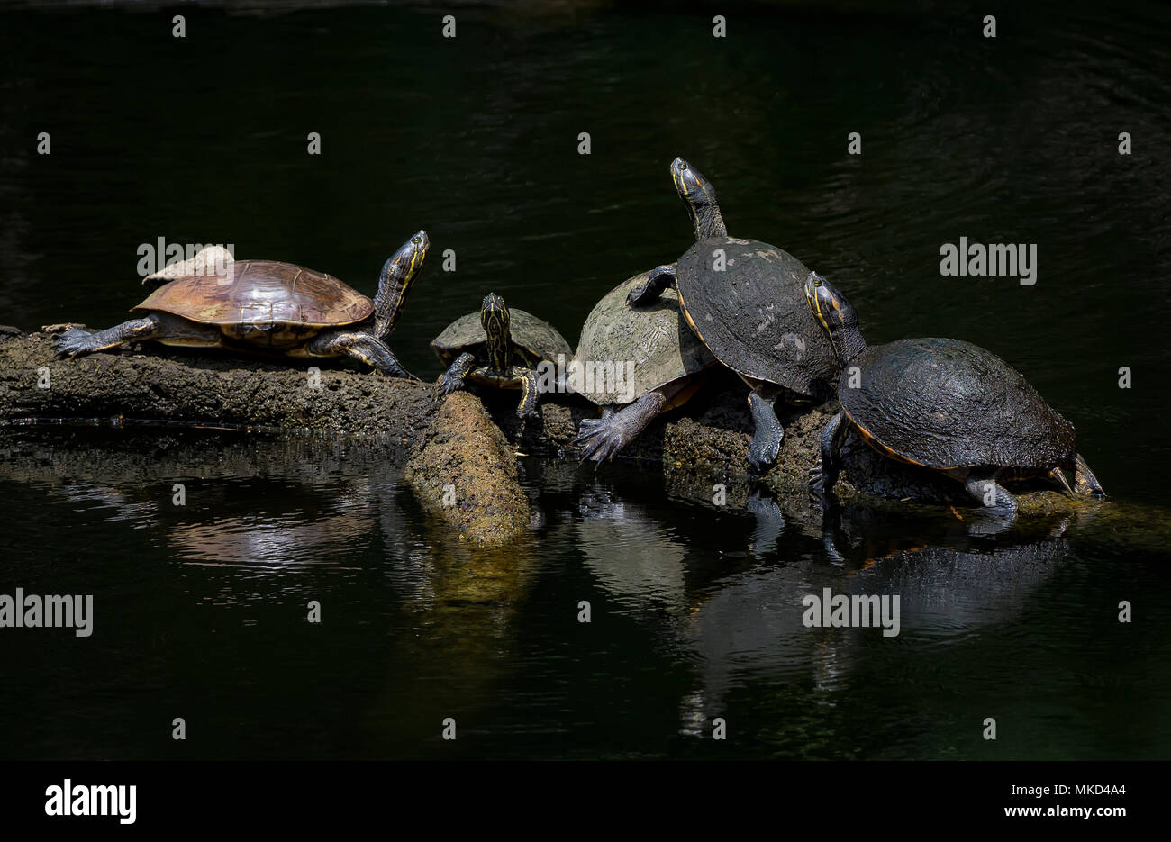 Meso american slider trachemys venusta hi-res stock photography and ...