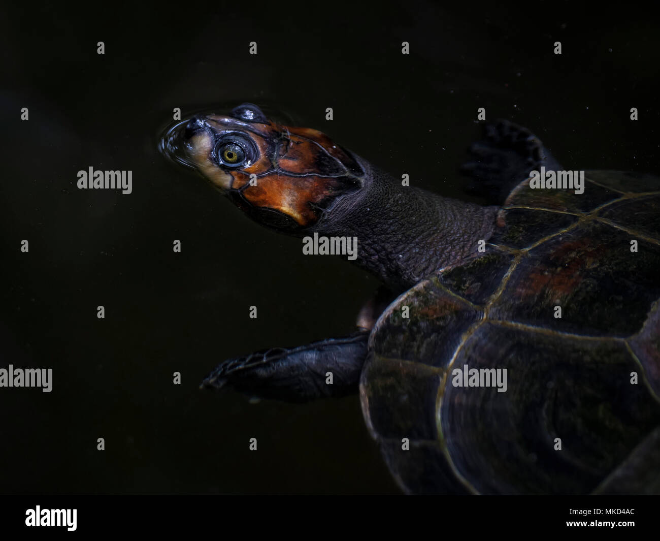 Arrau River Turtle (Podocnemis expansa) under water lentils, Amazonas ...
