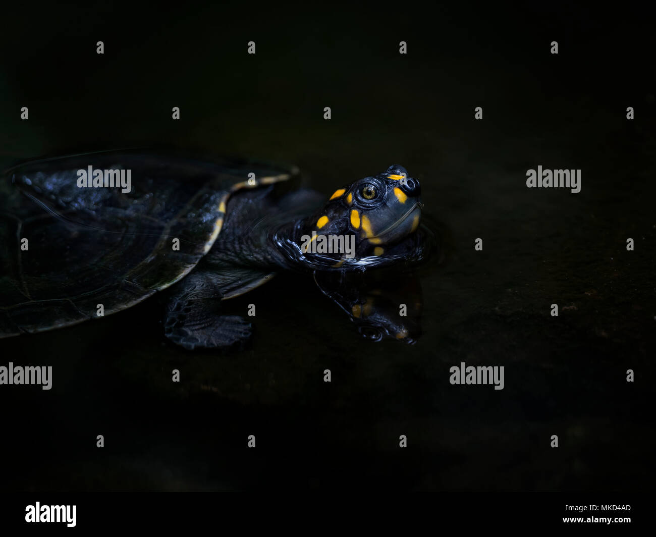 Yellow spotted river turtle hi-res stock photography and images - Alamy