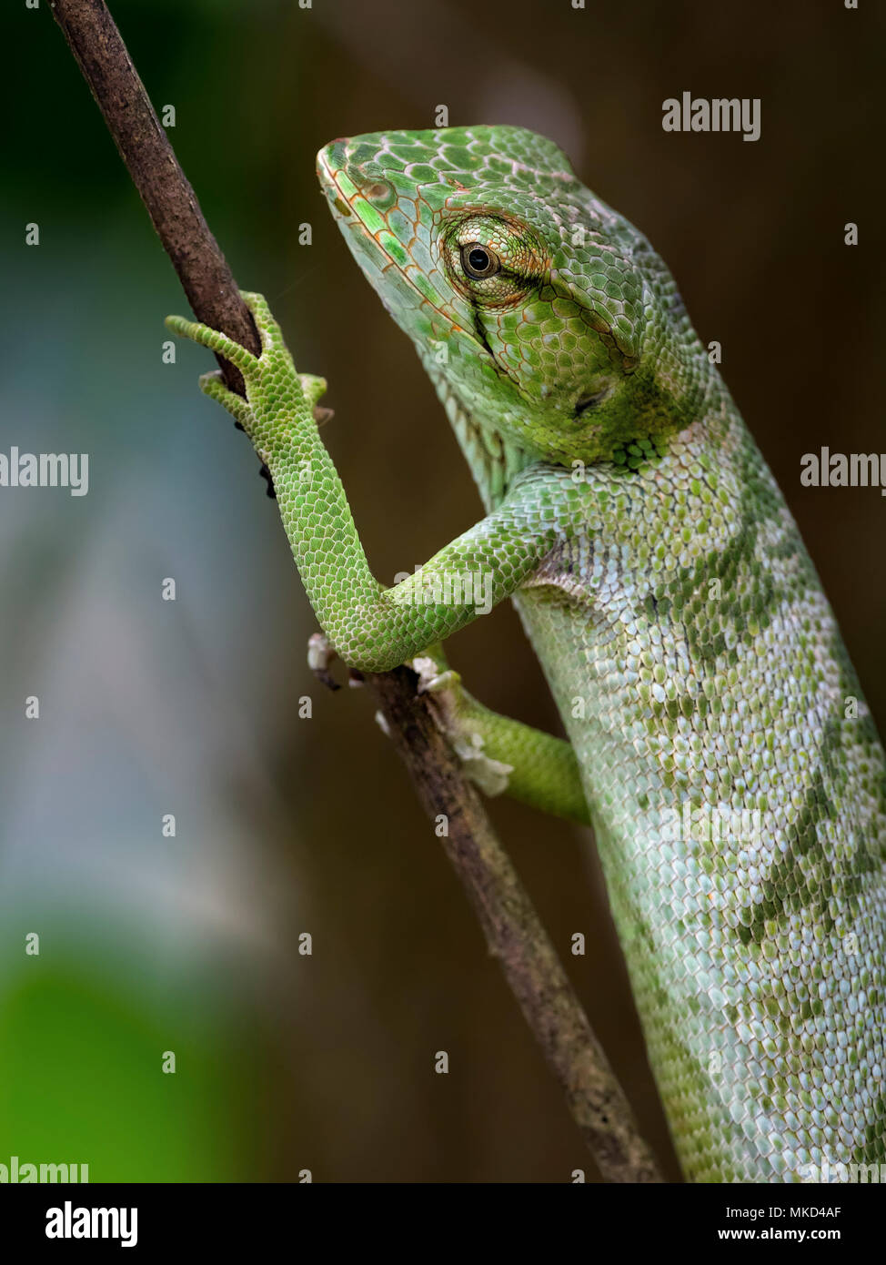 Canopy lizard polychrus gutturosus hi-res stock photography and images ...