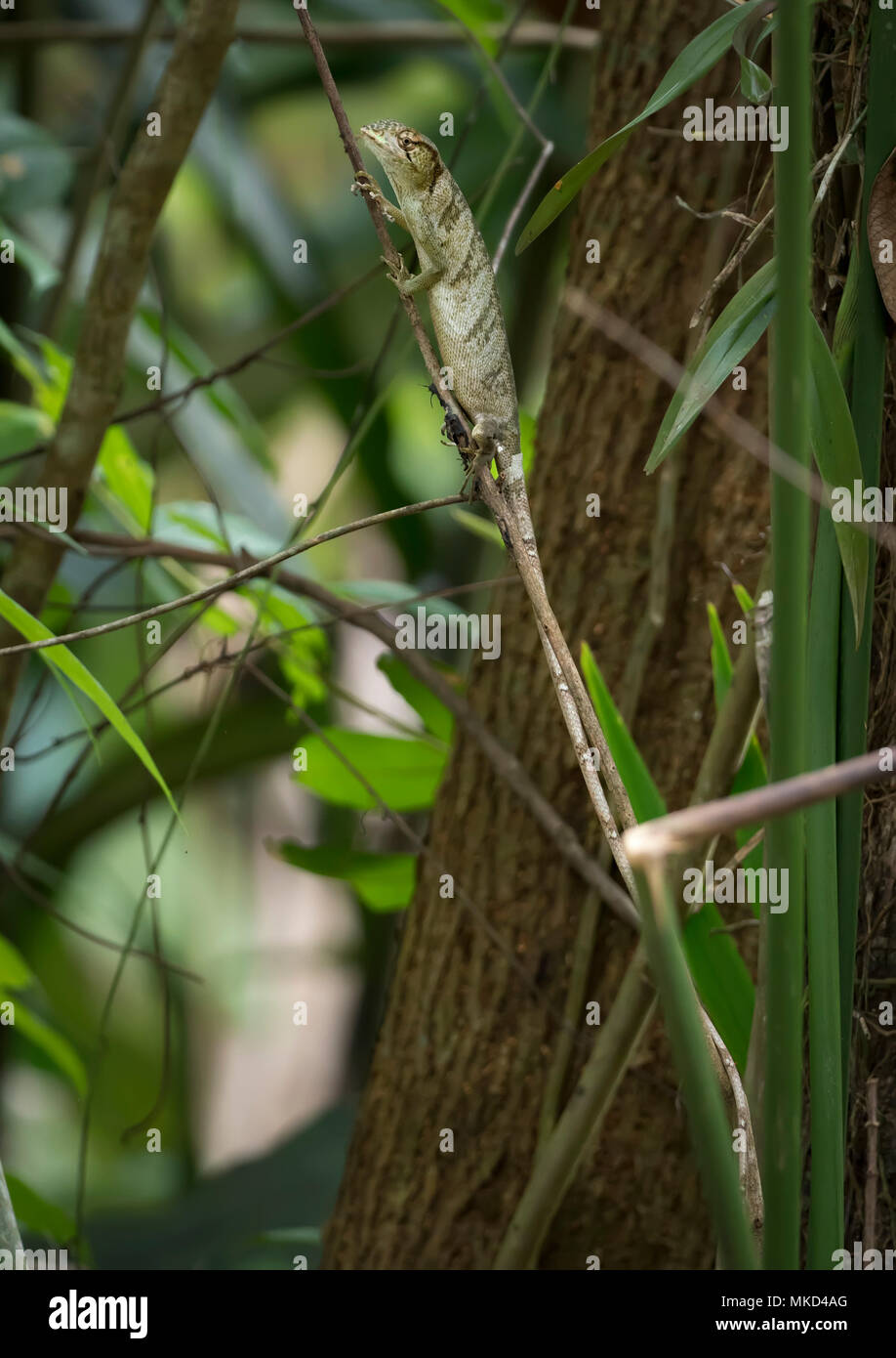 Canopy lizard (Polychrus gutturosus), Gamboa, Panama, May Stock Photo ...