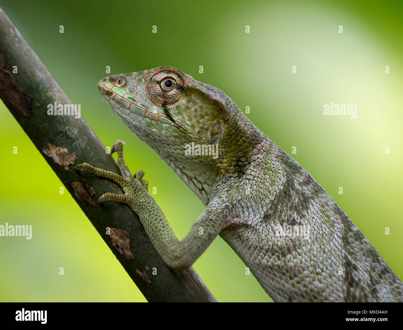 Canopy lizard polychrus gutturosus hi-res stock photography and images ...