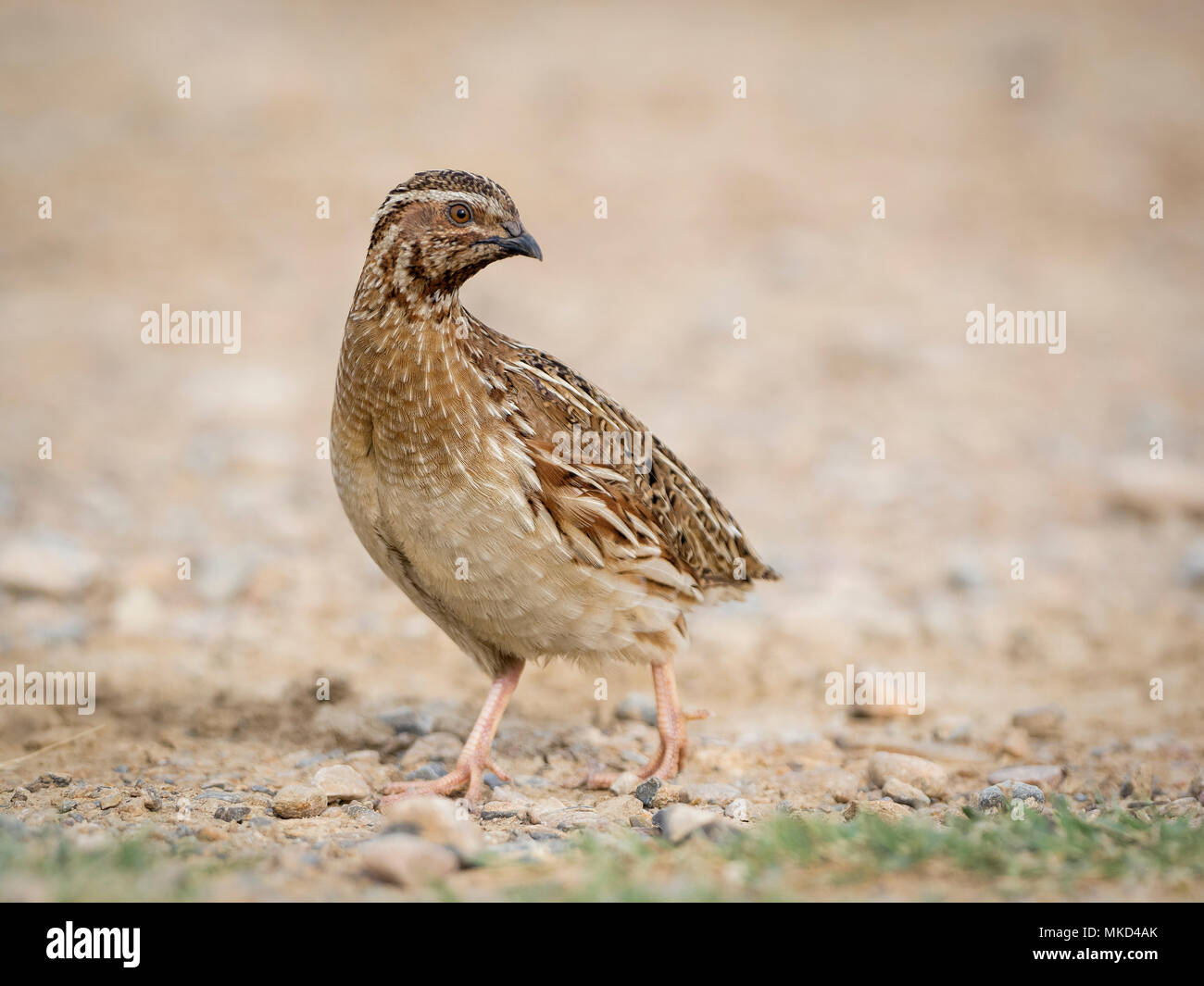 Common Quail (Coturnix coturnix), breeding male, Aragon, Spain, May ...