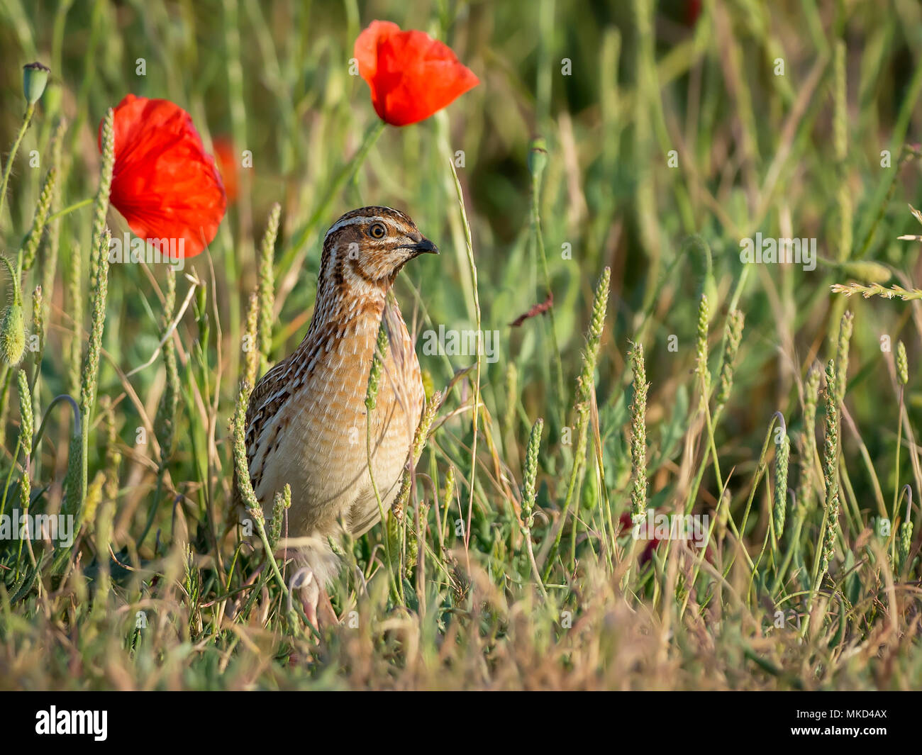 Common Quail (Coturnix coturnix), breeding male, Aragon, Spain Stock ...