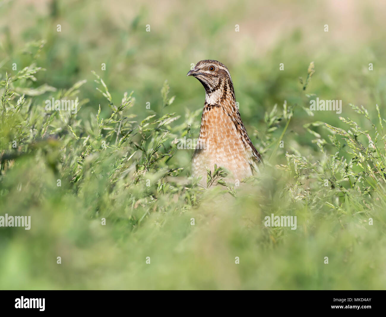 Common Quail (Coturnix coturnix), breeding male, Aragon, Spain Stock ...