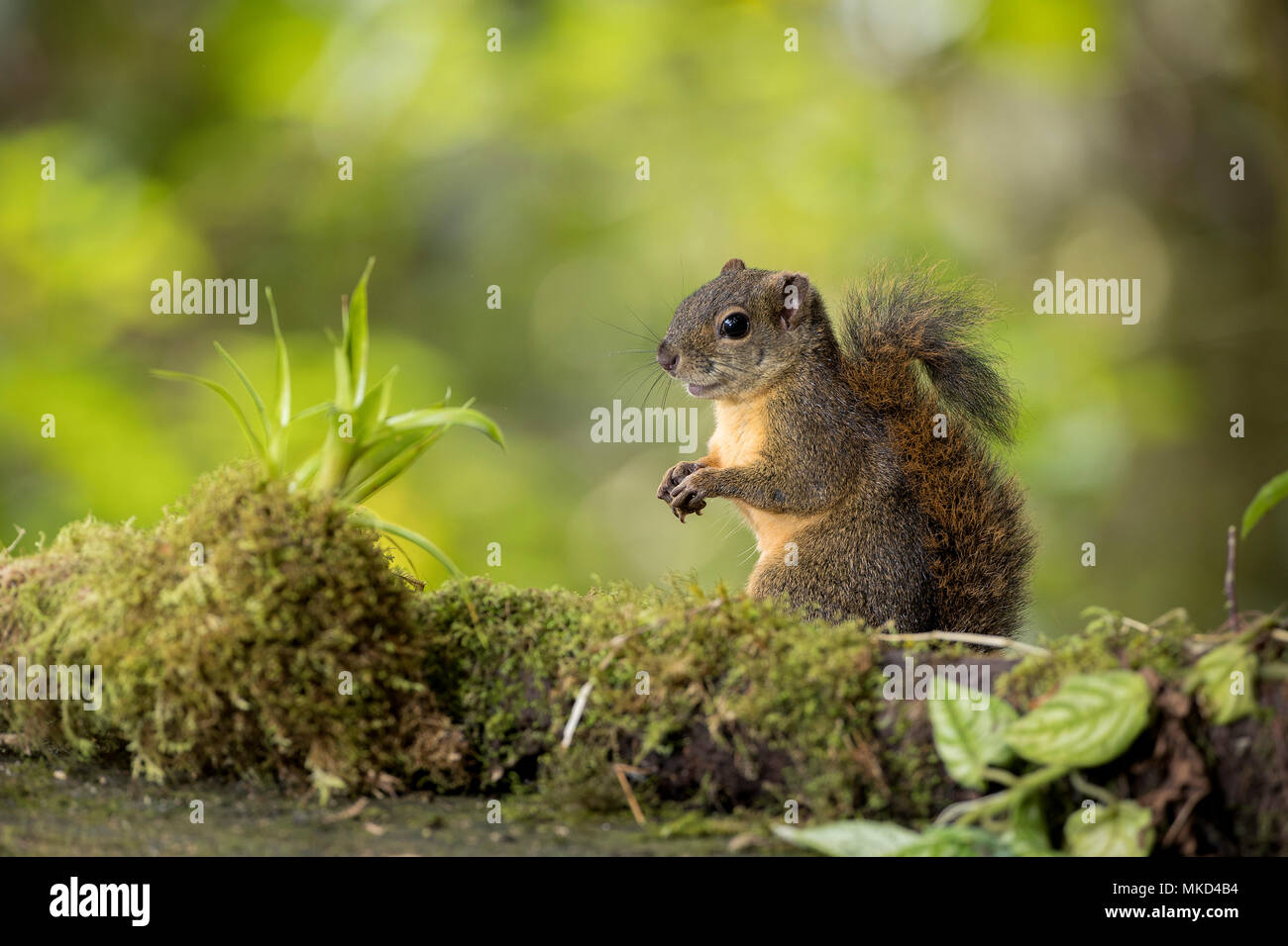 Red-tailed Squirrel (Sciurus granatensis), Chiriquí, Panama, February ...