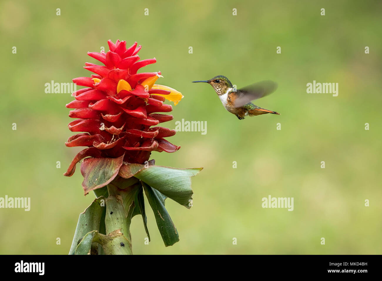 Scintillant Hummingbird (Selasphorus scintilla), female feeding on ...
