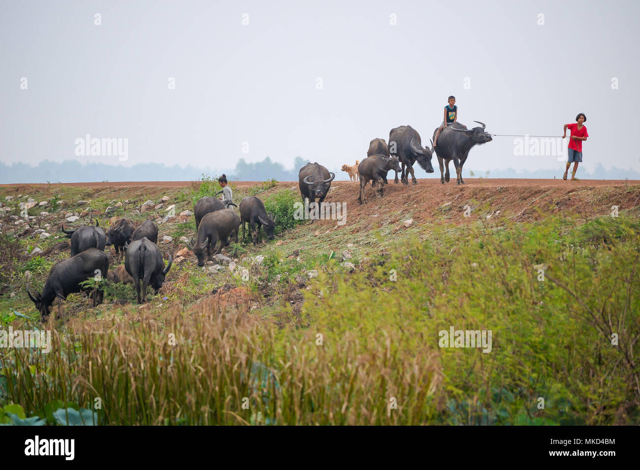 Boy riding buffalo hi-res stock photography and images - Alamy