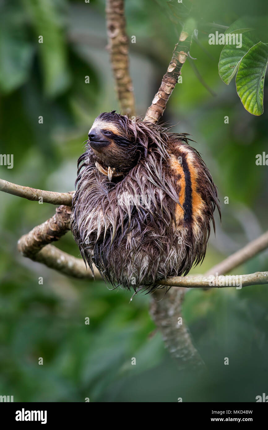 Wet sloth hi-res stock photography and images - Alamy