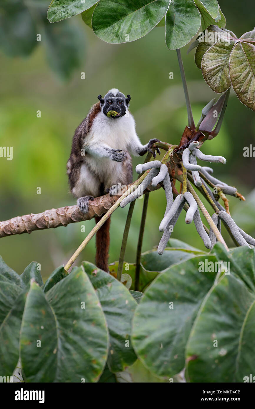 Geoffroy's Tamarin (Saguinus geoffroyi), feeding on Cecropia tree fruit ...