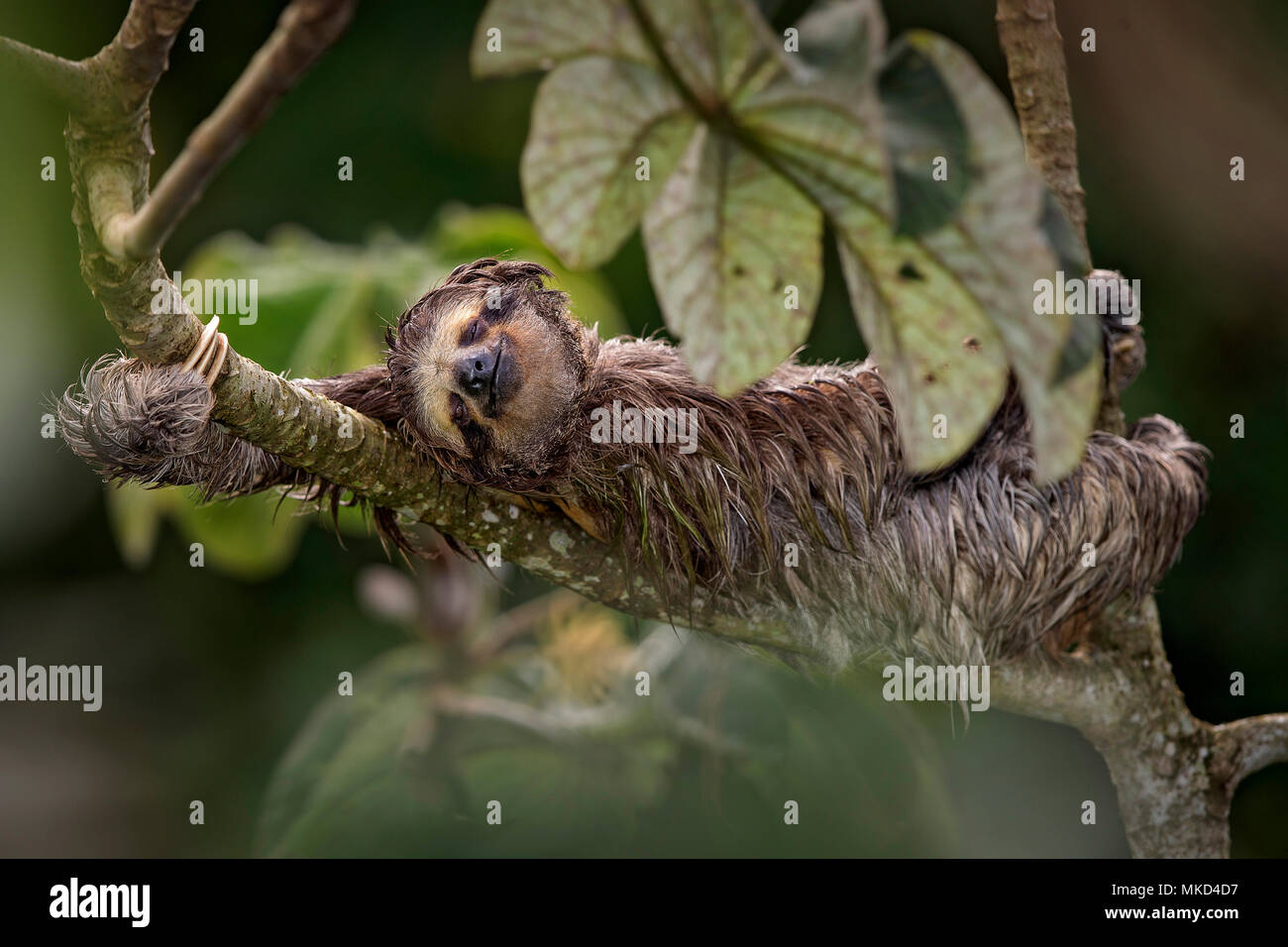 Bradypodidae hi-res stock photography and images - Alamy