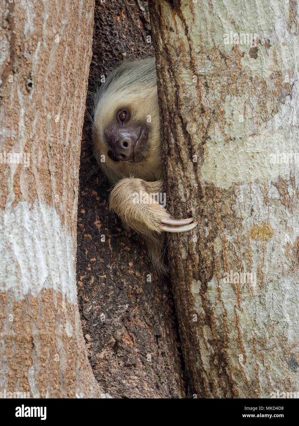Hoffmann's Two-toed Sloth (Choloepus hoffmanni), Panama, March Stock ...