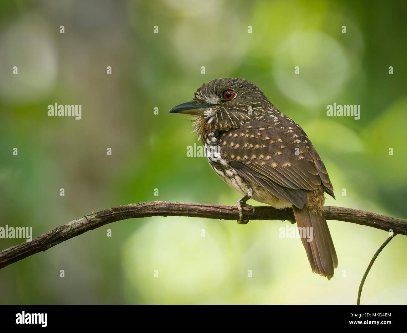 White-whiskered Puffbird (Malacoptila panamensis), Gamboa, Panama ...