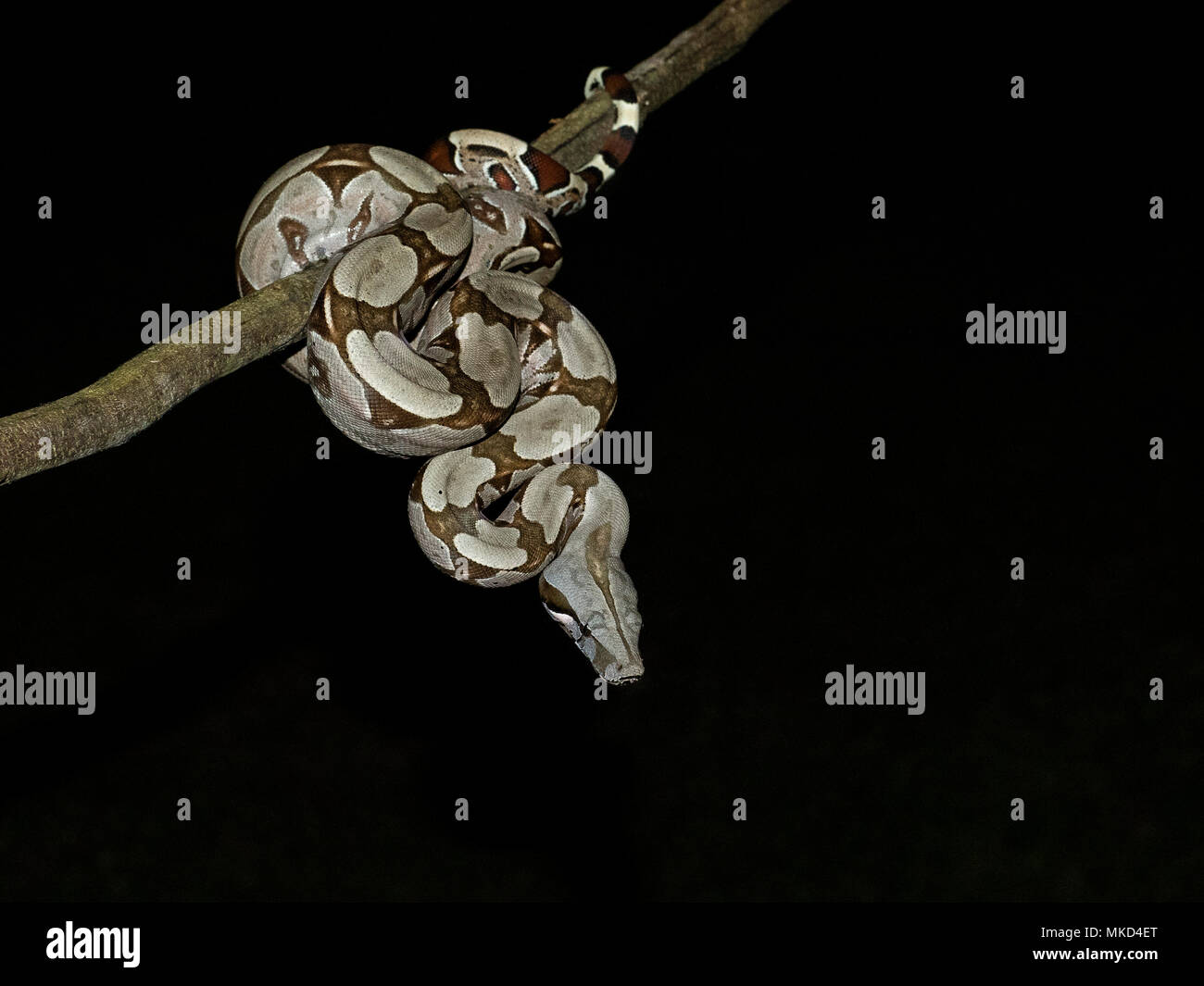 Boa constrictor boa constrictor hi-res stock photography and images - Alamy