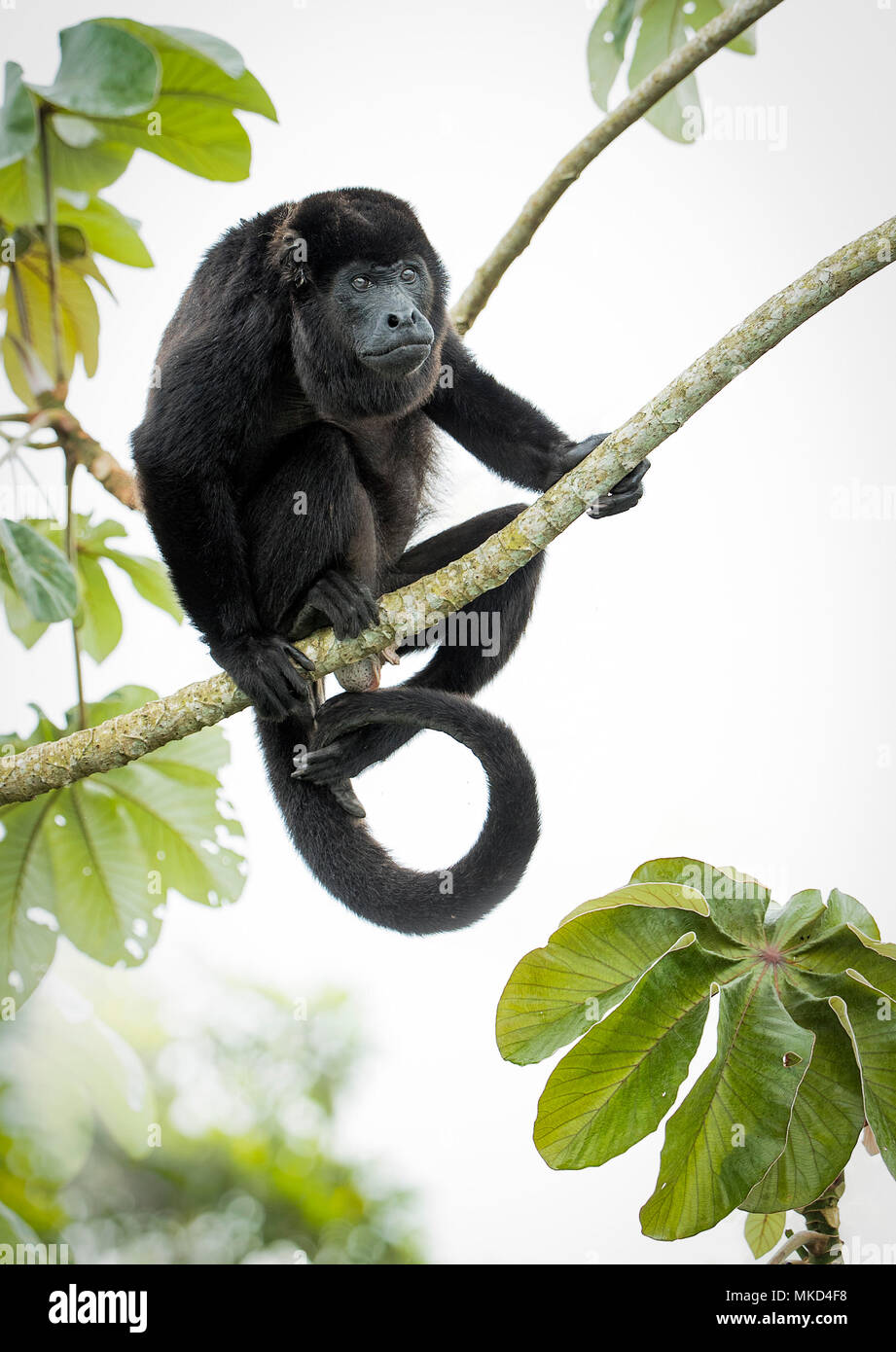 Mantled Howler Monkey (Alouatta palliata), adult male on cecropia tree ...
