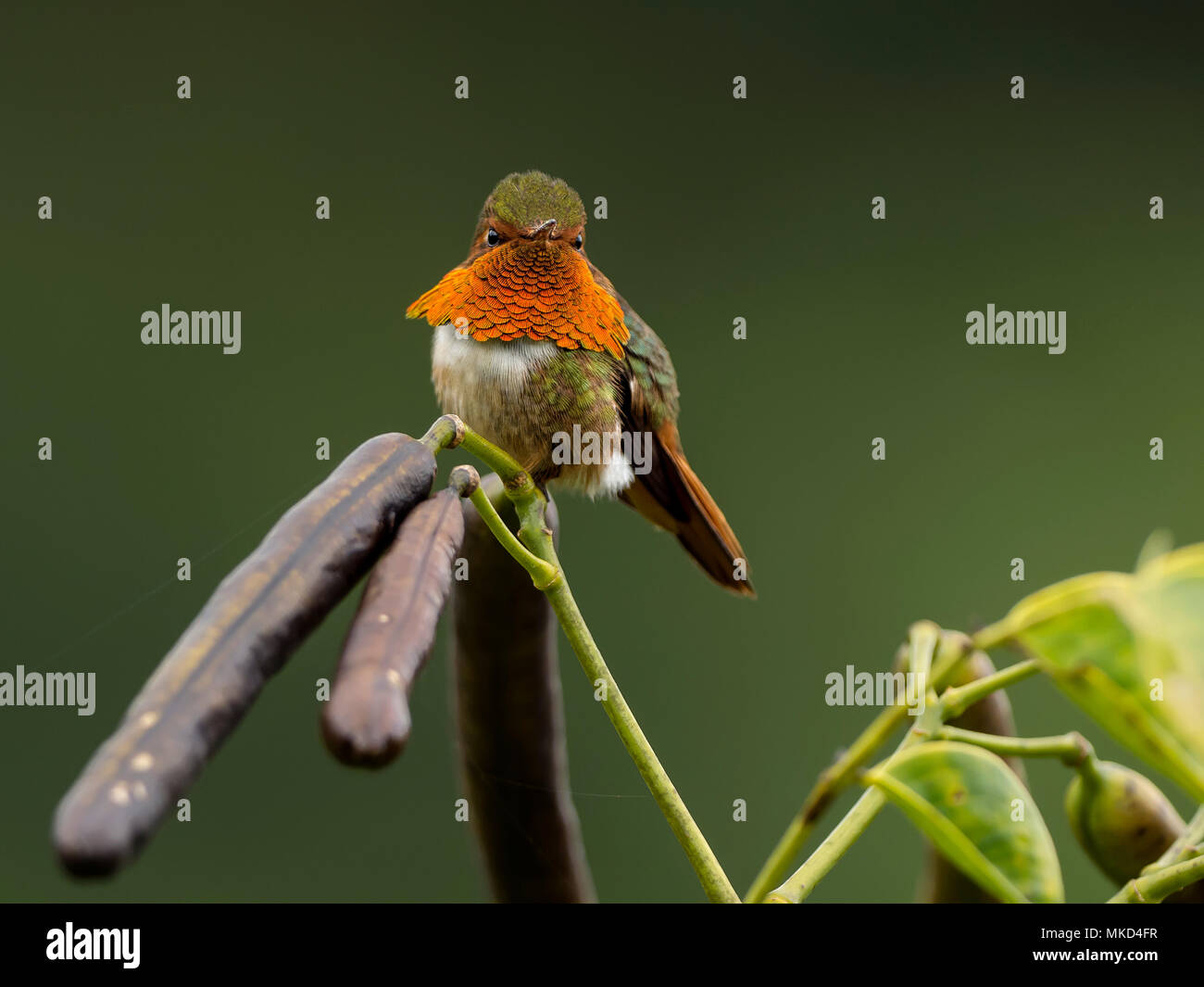 Scintillant Hummingbird (Selasphorus scintilla), male, Chiriquí, Panama ...