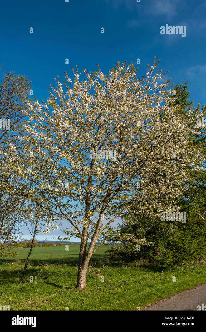 Blue cherry blossom trees hi-res stock photography and images - Alamy