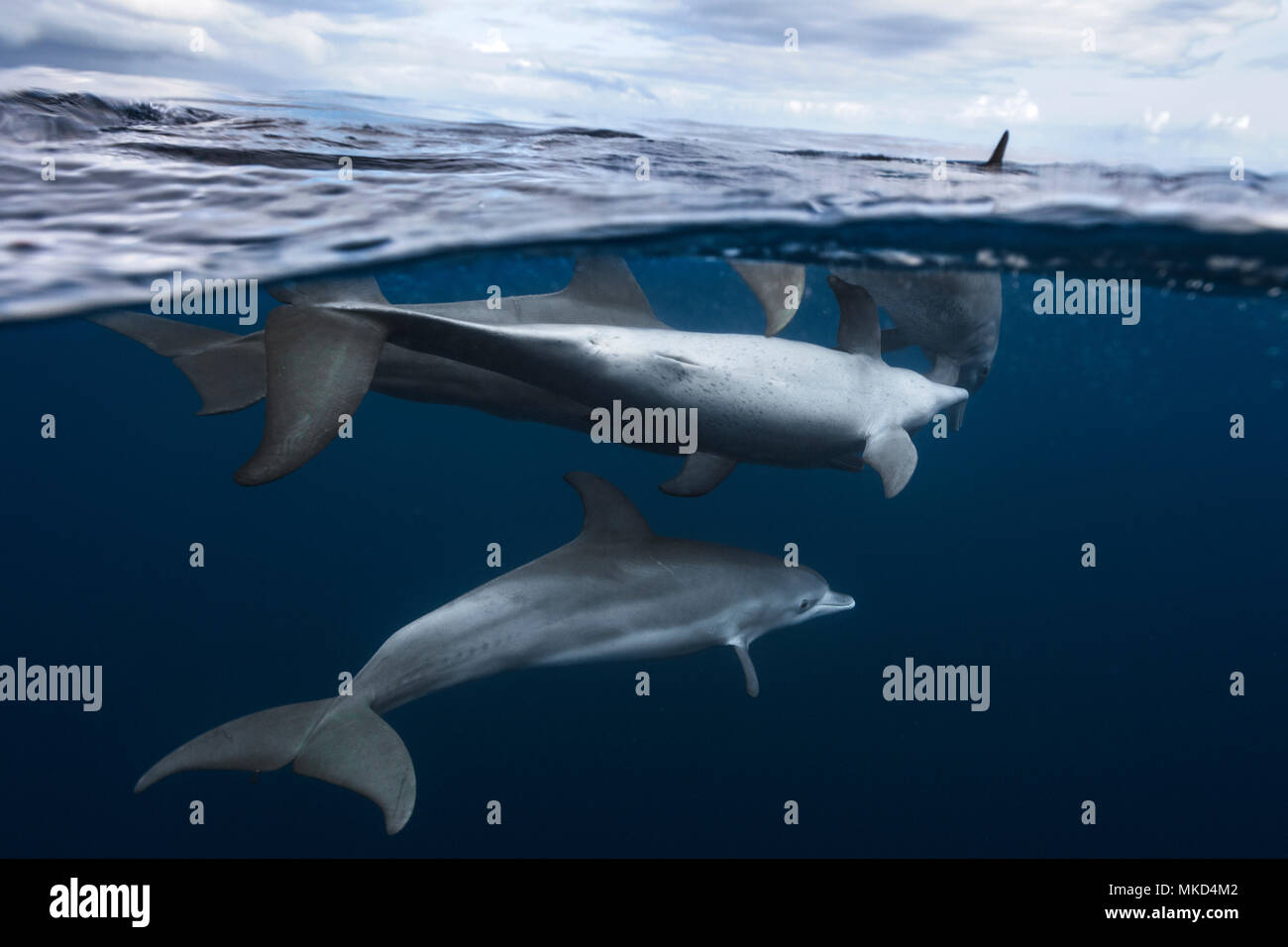Indian Ocean bottlenose dolphins (Tursiops aduncus) socialization in ...