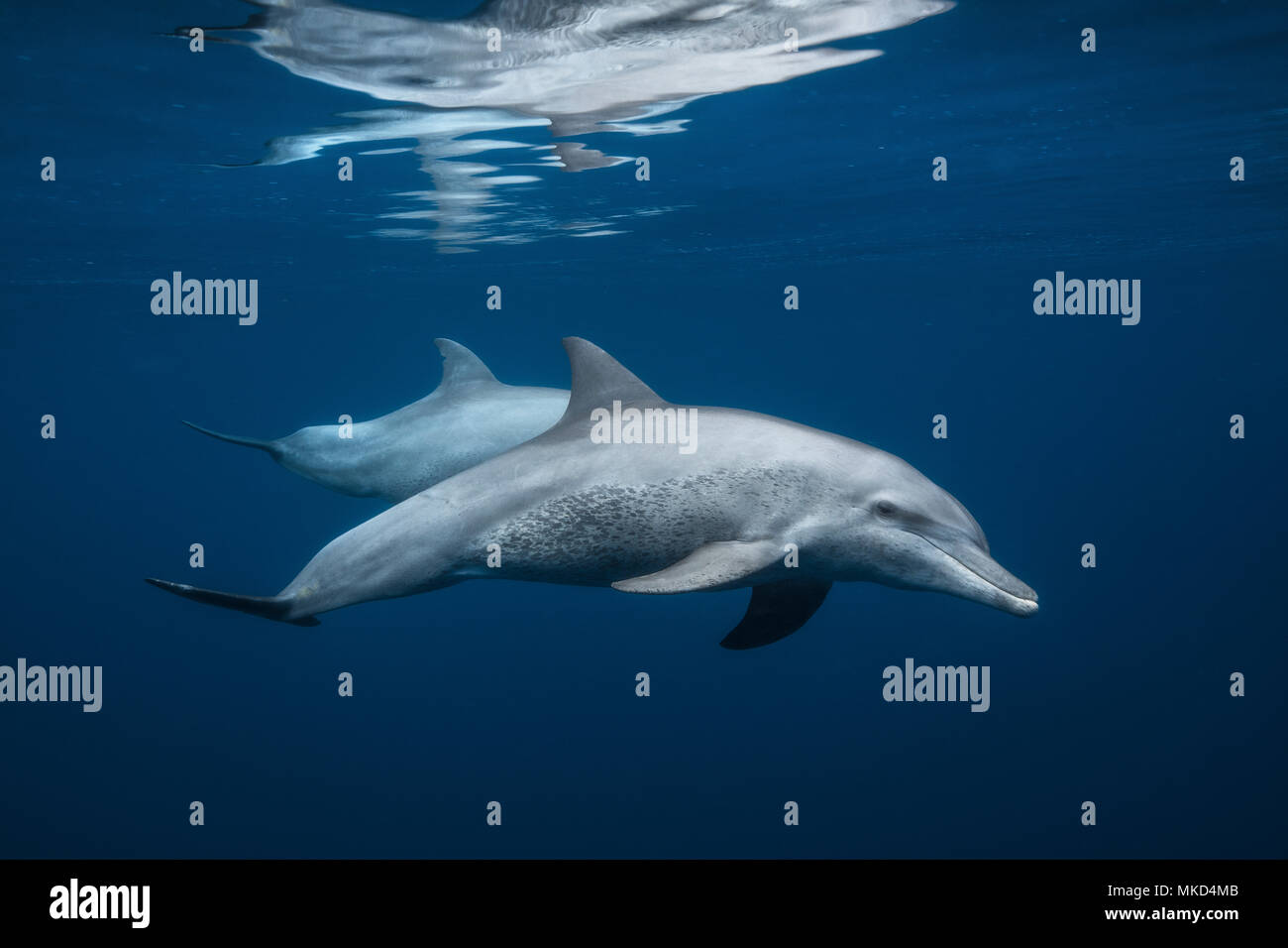 Indian Ocean bottlenose dolphin (Tursiops aduncus) in the lagoon ...