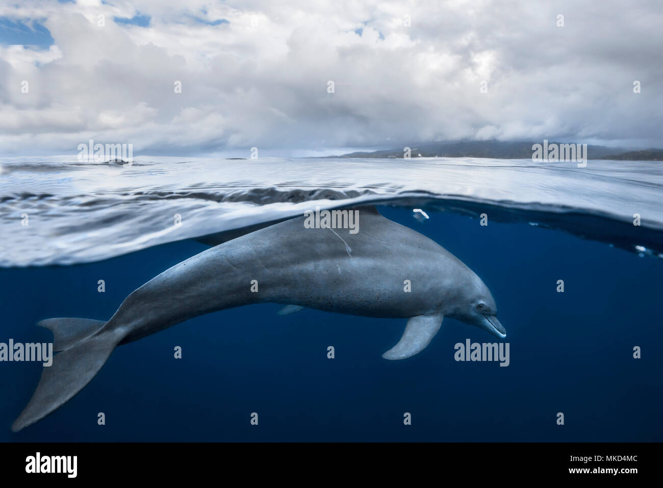 Indian Ocean bottlenose dolphin (Tursiops aduncus) in the lagoon ...