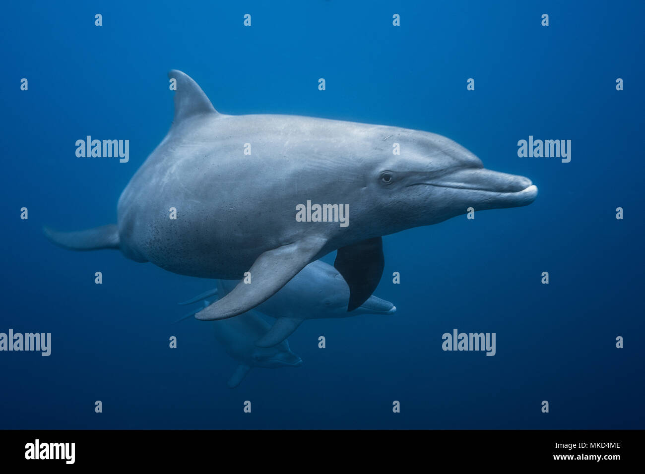 Indian Ocean bottlenose dolphin (Tursiops aduncus) in the lagoon ...