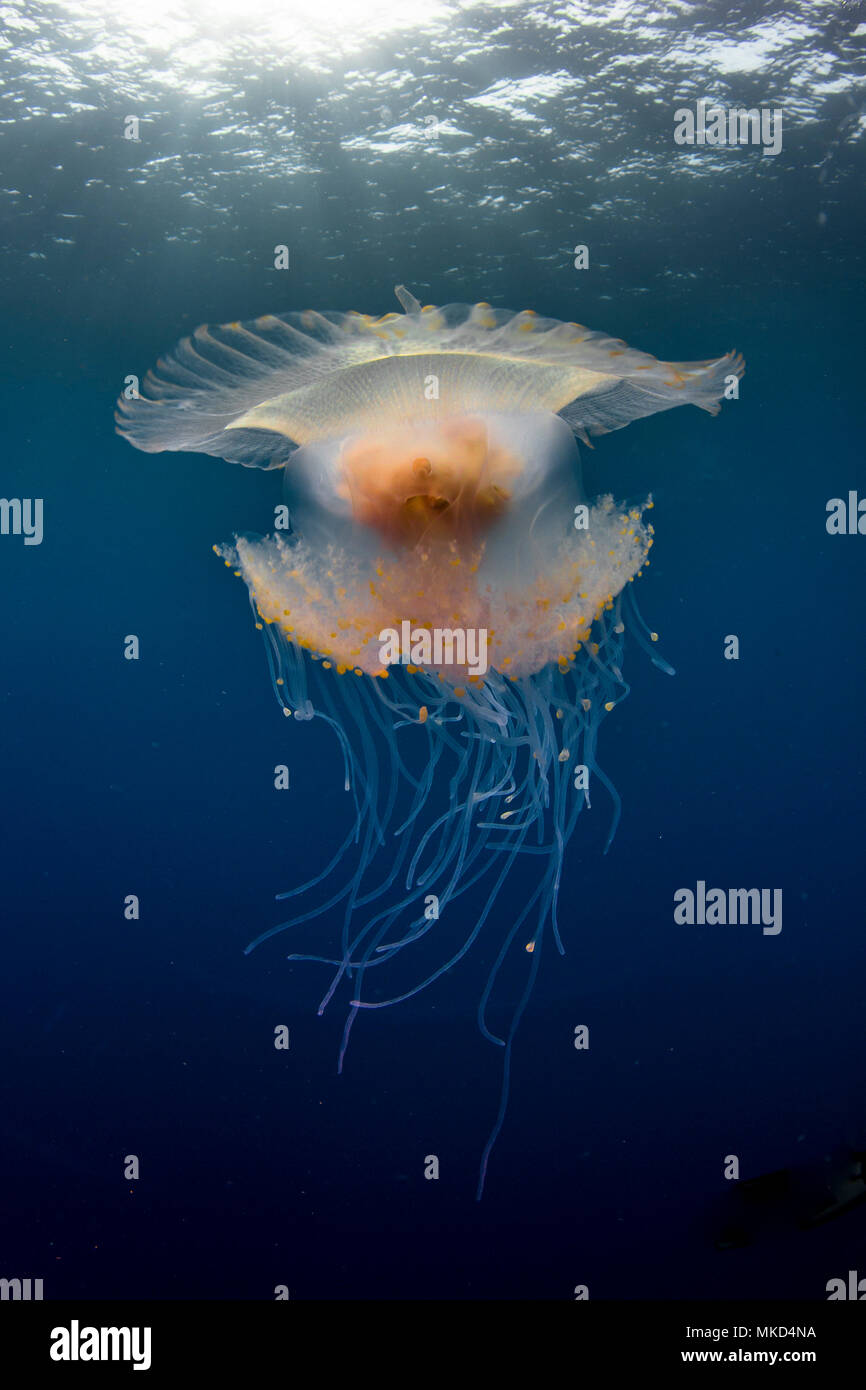 Low angle view Jellyfish (Cephea cephea) drifting in open water, Tahiti ...